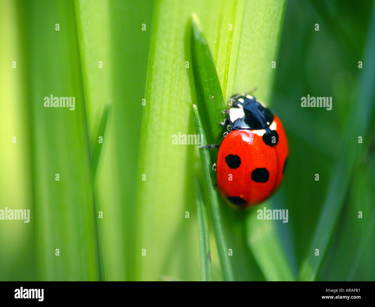 lady2 ladybird lady bird ladybug bud on grass red Stock Photo - Alamy