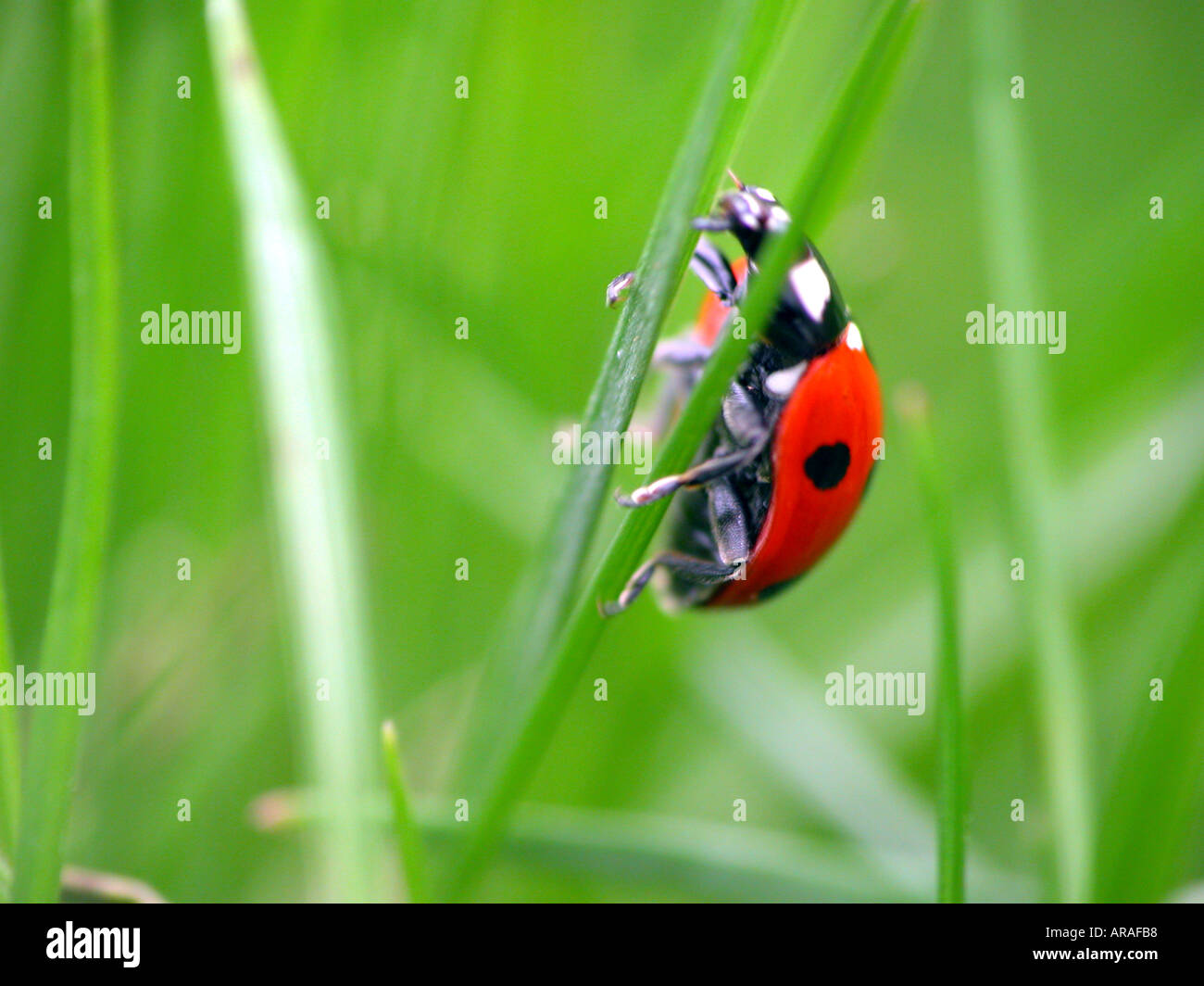 lady5 ladybird lady bird ladybug bud on grass red Stock Photo - Alamy