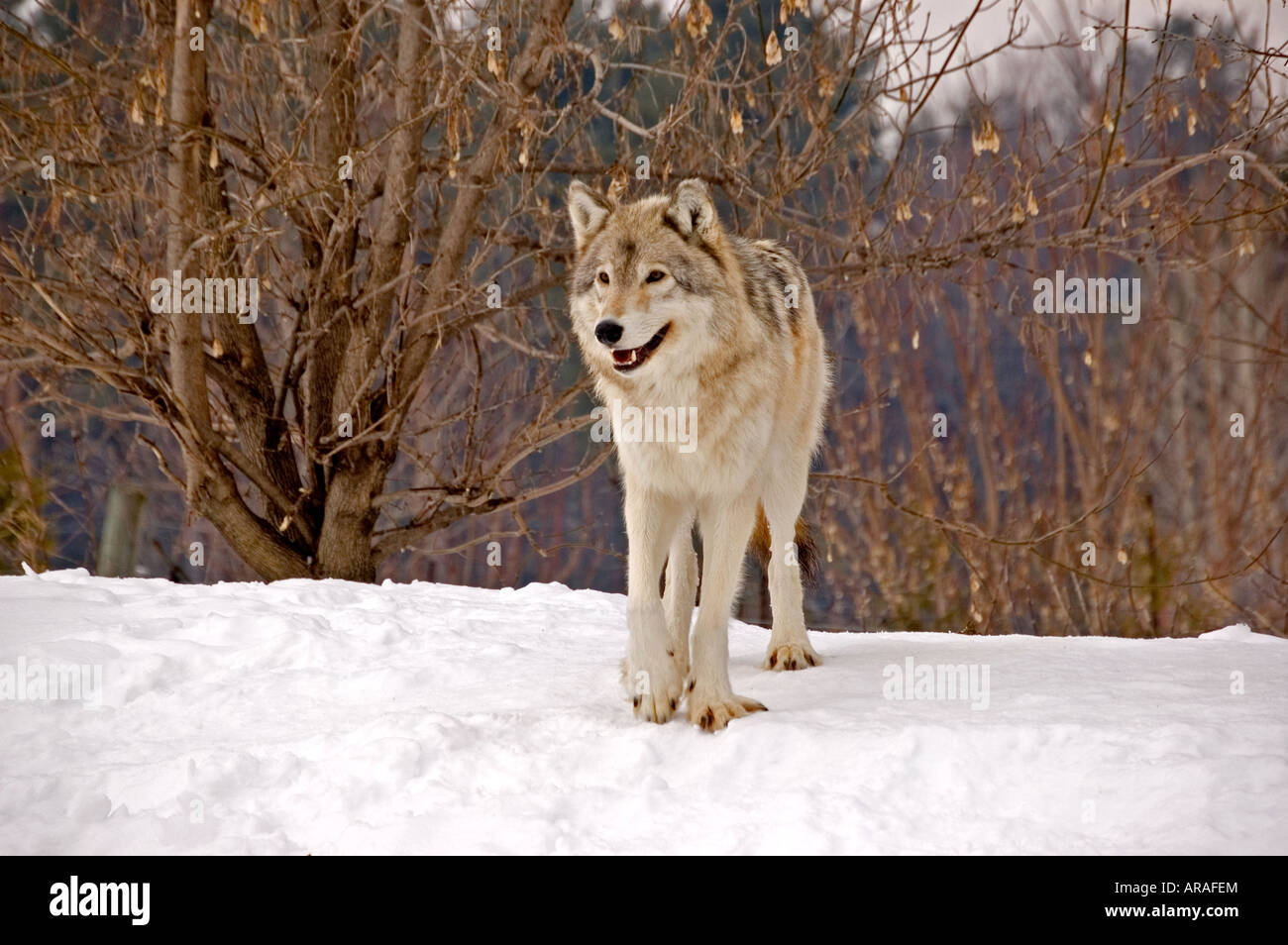 A Timber Wolf Stock Photo - Alamy