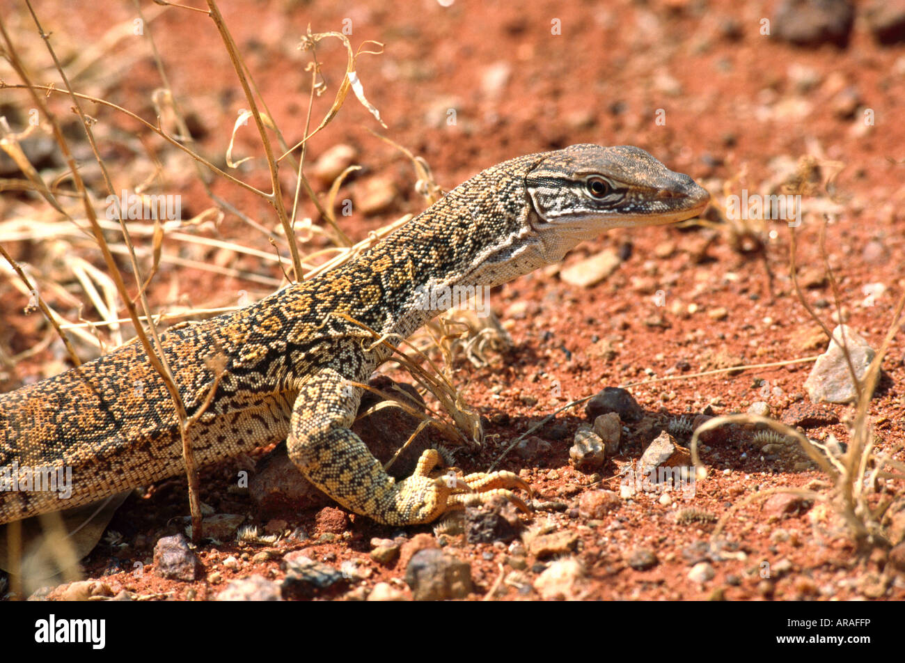 Sand monitor hi-res stock photography and images - Alamy