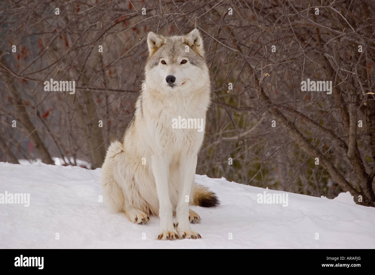 A Timber Wolf Stock Photo - Alamy