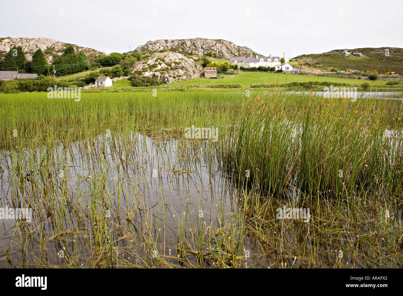 Rushes and water horsetails in pond in nature reserve Mynydd Bodafon ...