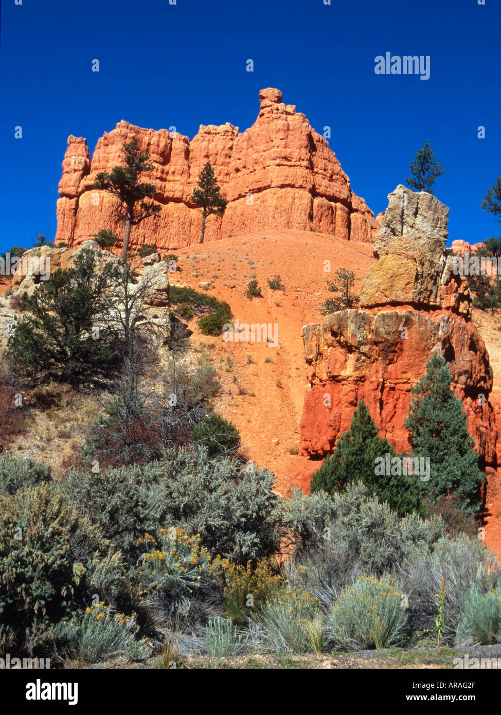 Red Canyon hoodoos Utah Stock Photo - Alamy