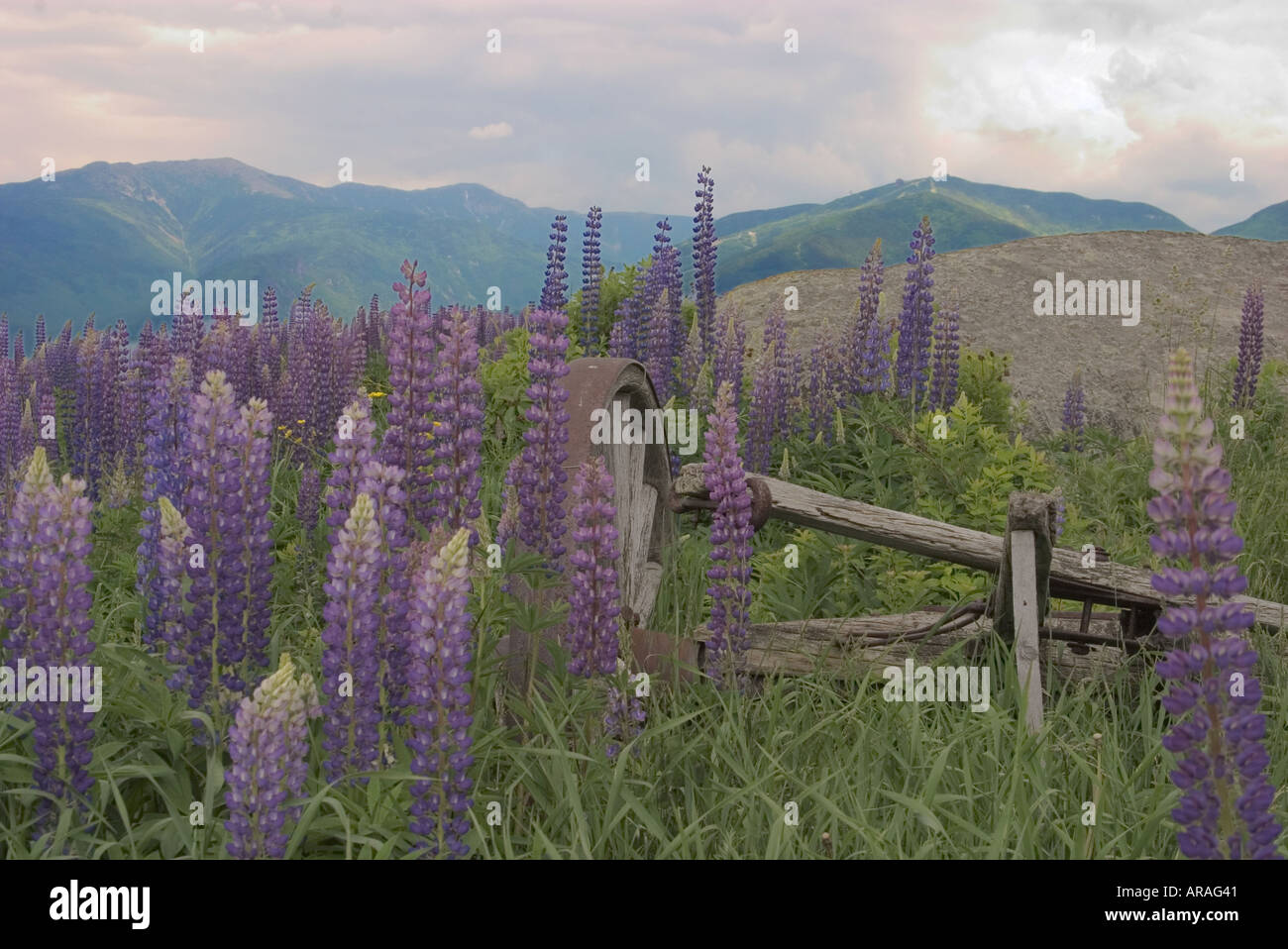 Lupine festival in sugar hill hi-res stock photography and images - Alamy