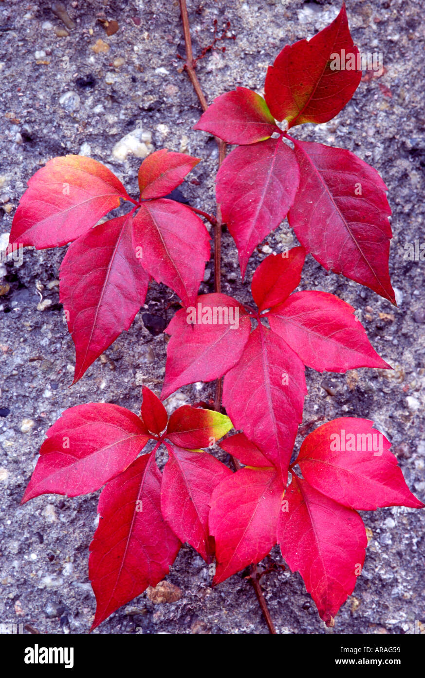 Virginia Creeper turning red in autumn Parthenocissus quinquefolia ...
