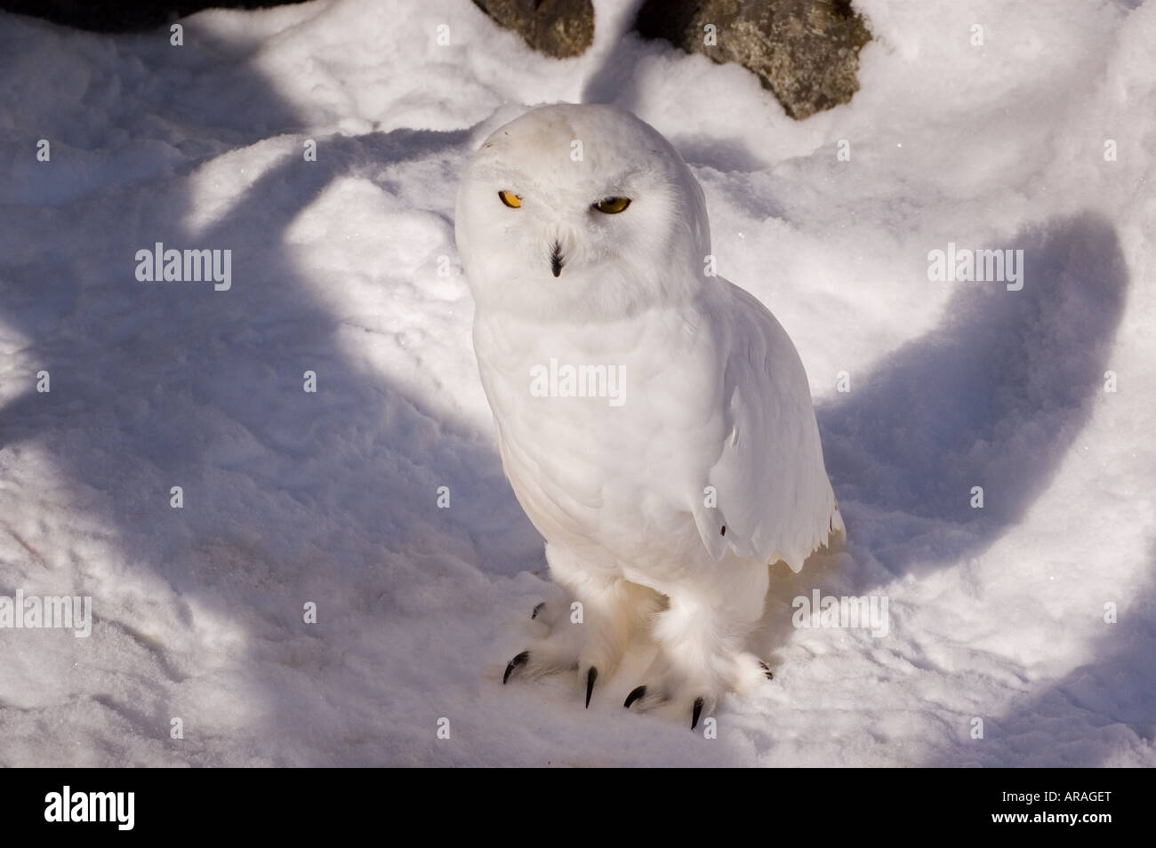 A Snowy owl Stock Photo - Alamy
