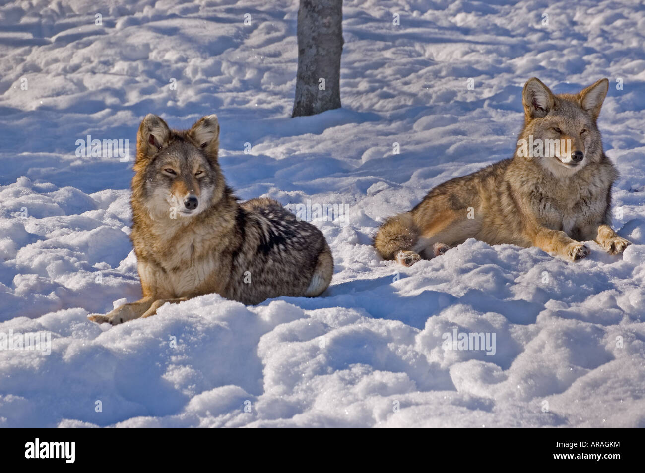 Two coyotes hi-res stock photography and images - Alamy