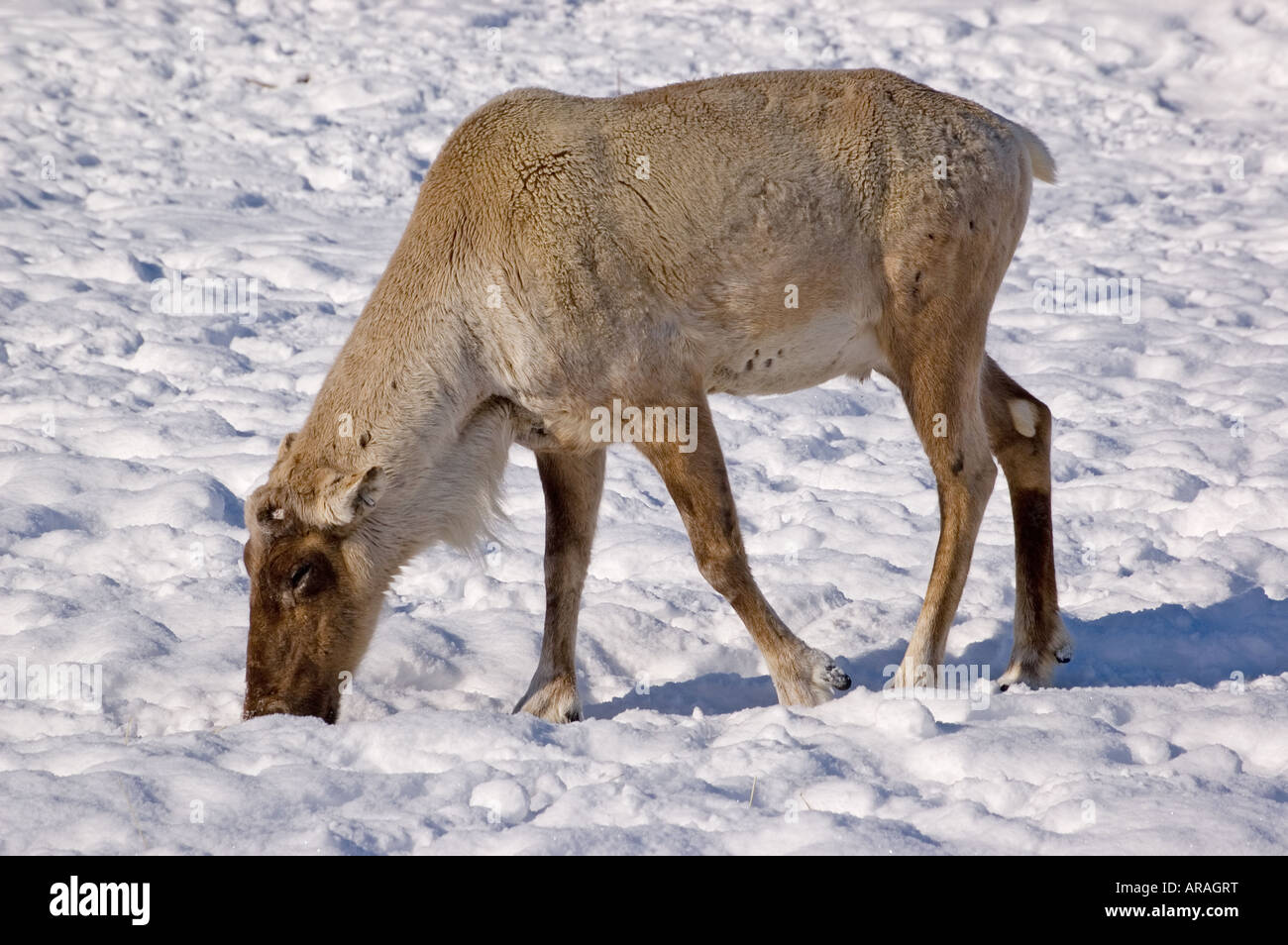 Woodland caribou quebec hi-res stock photography and images - Alamy