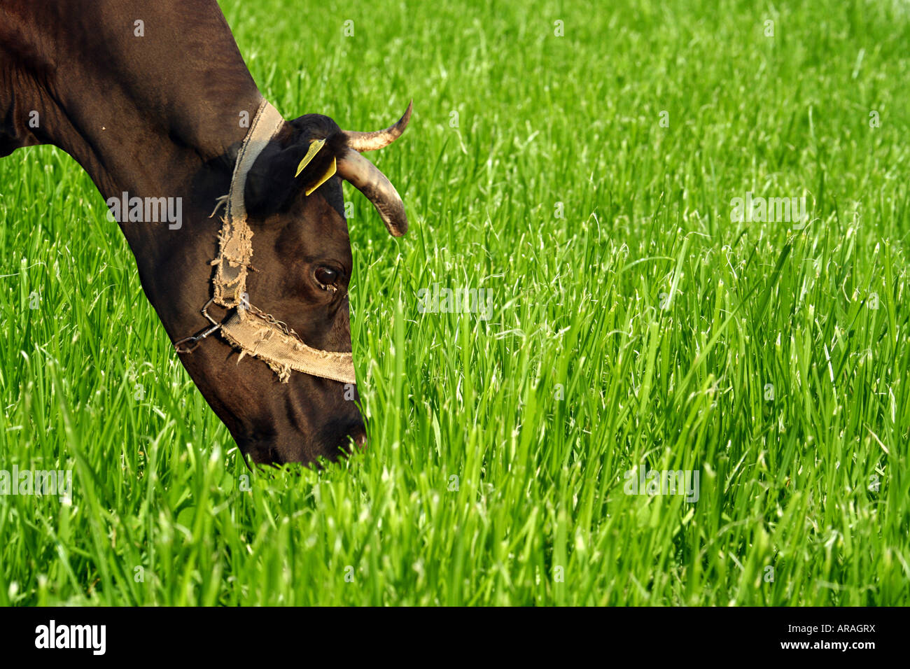 Vertical orientations hi-res stock photography and images - Alamy