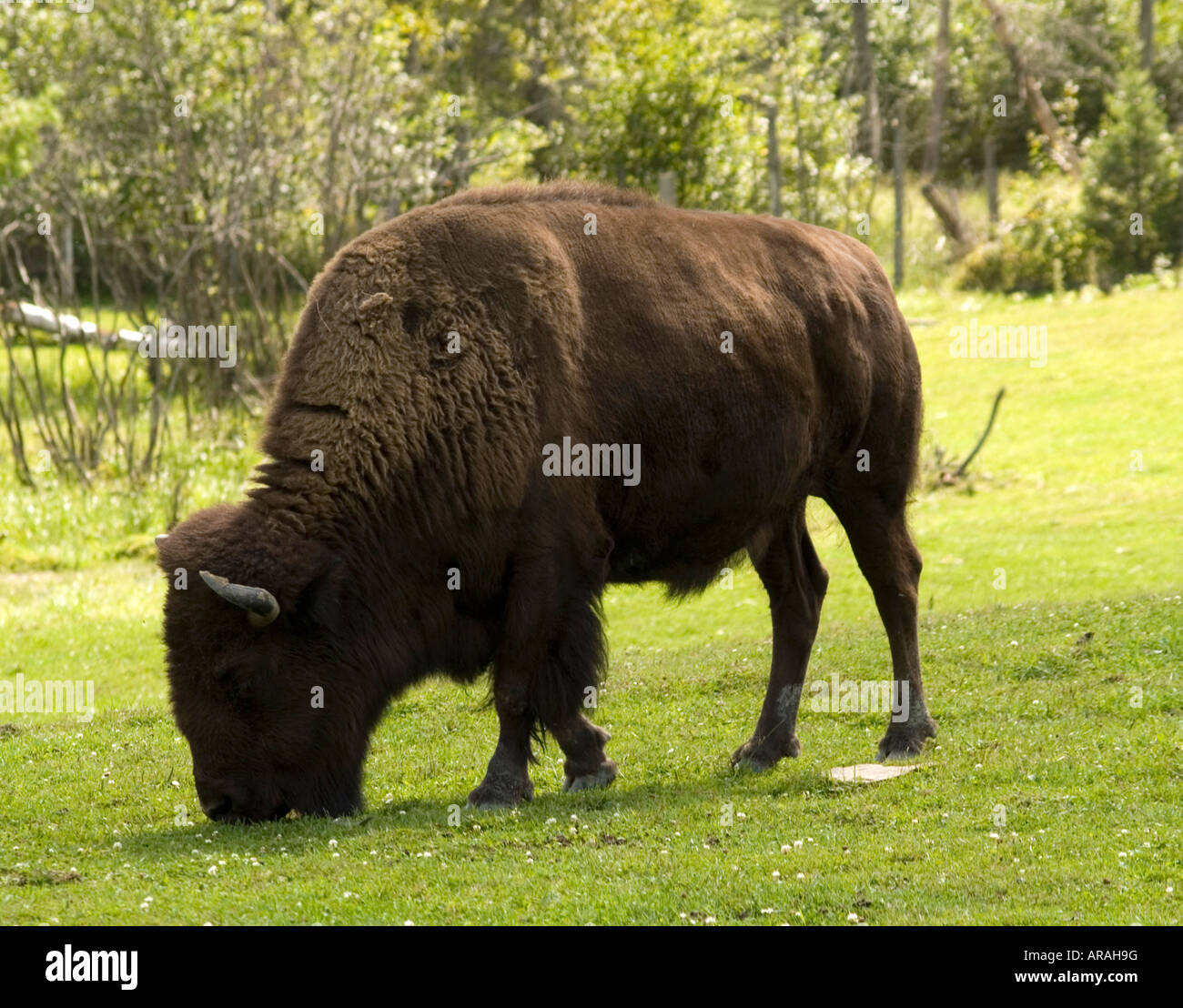 An American Bison at the Parc Omega in Montebello, Quebec Canada Stock ...