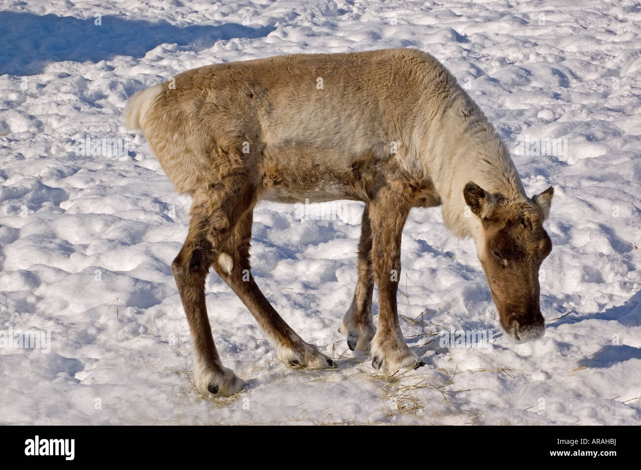 Woodland caribou quebec hi-res stock photography and images - Alamy