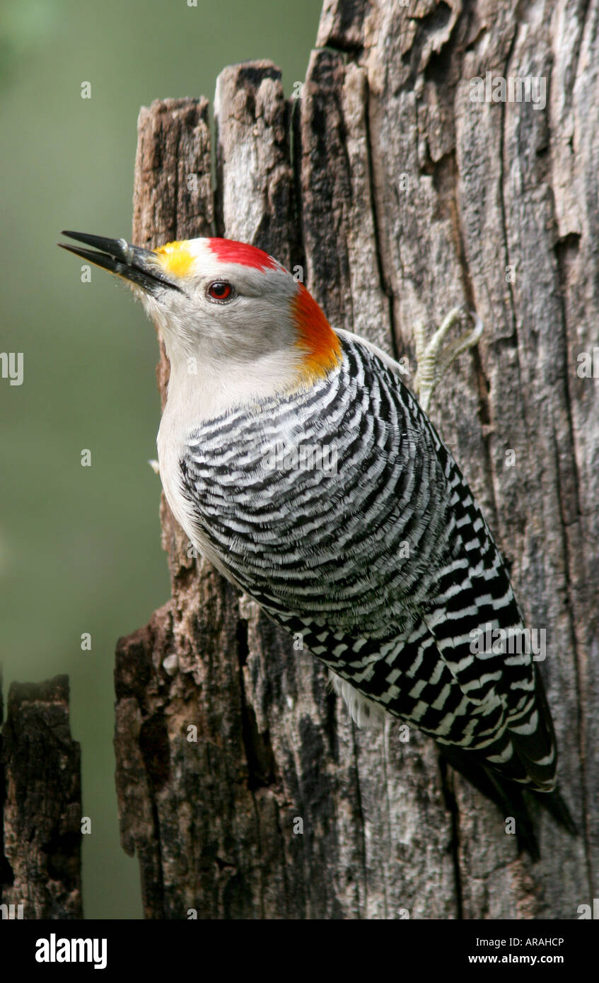golden fronted woodpecker texas santa ana national wildlife refuge ...