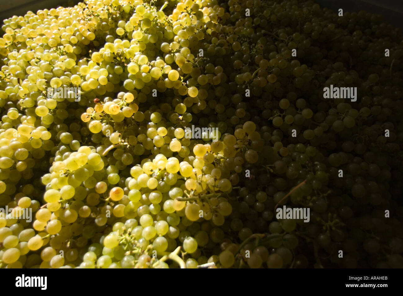 Pressed grapes hi-res stock photography and images - Alamy