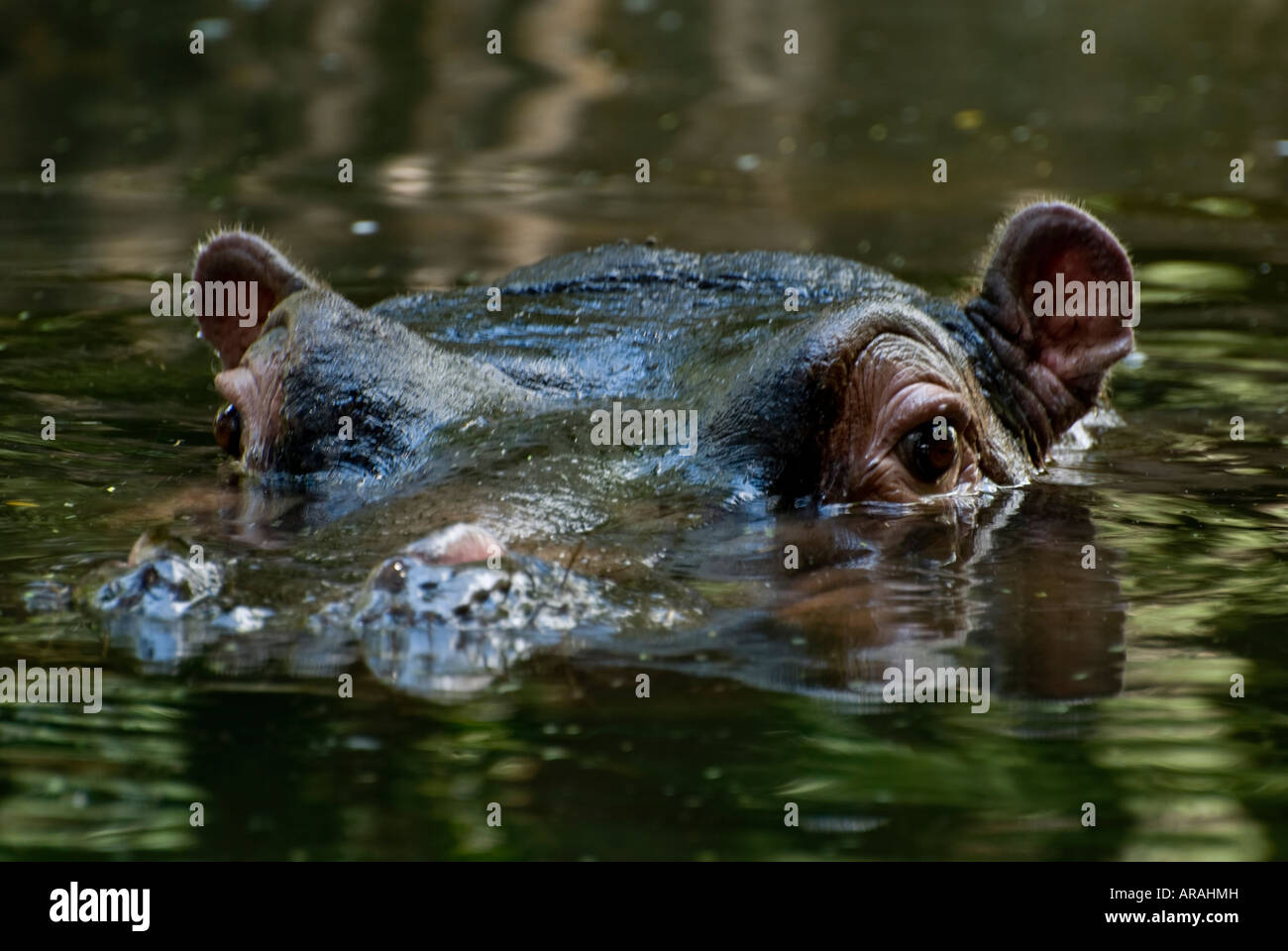 Hippo in river hi-res stock photography and images - Alamy