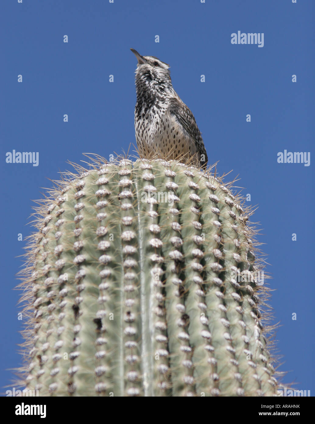 Saguaro flower bird hi-res stock photography and images - Alamy