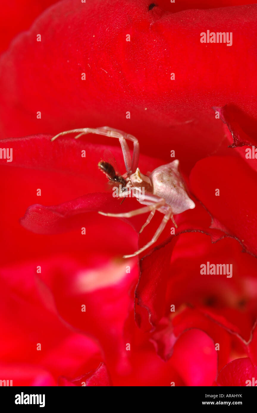 Spider eating ant hi-res stock photography and images - Alamy