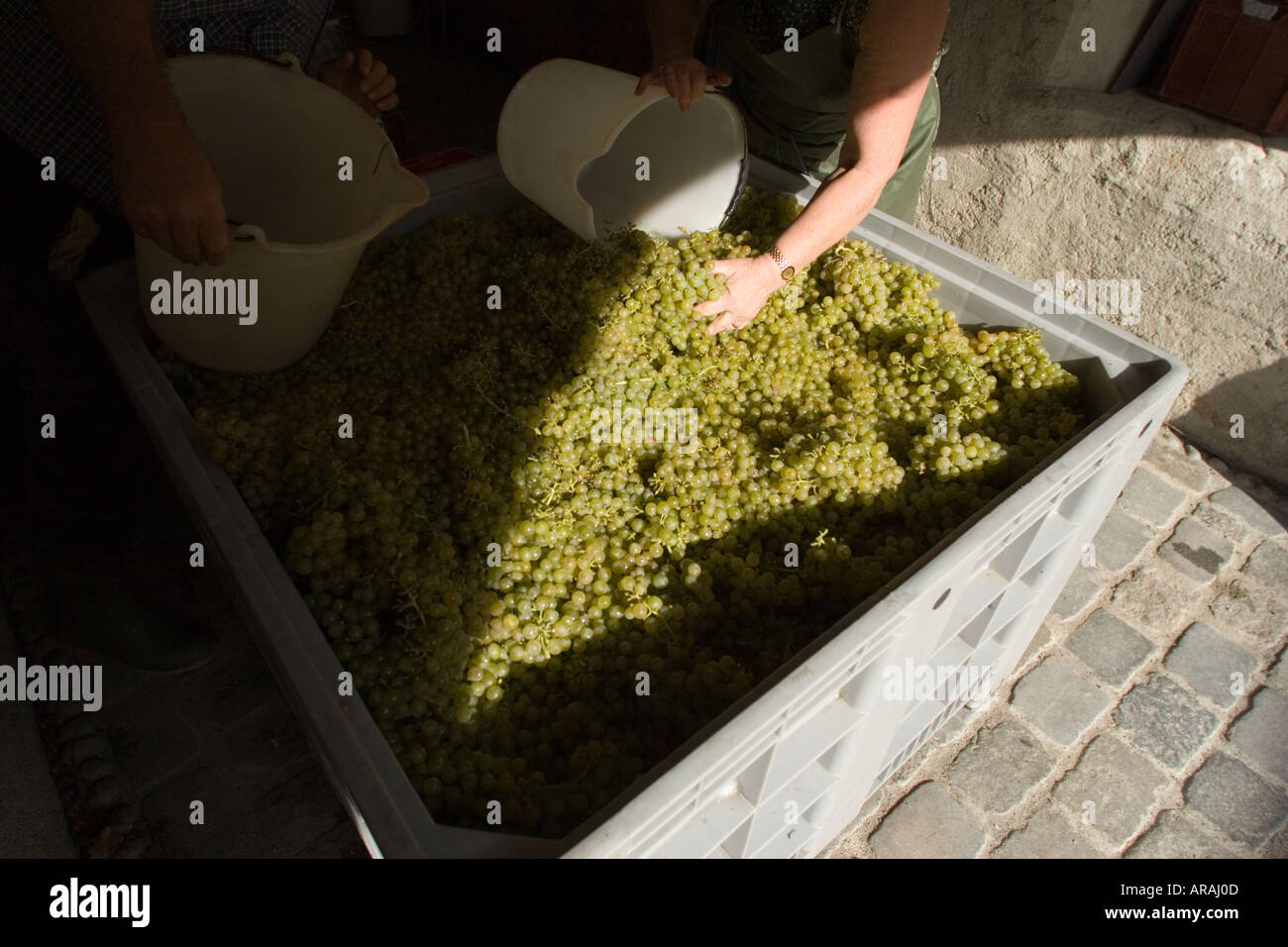 Sorting grapes by hand hi-res stock photography and images - Alamy