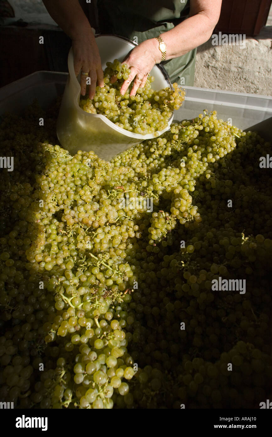 Preparing grapes from large containers by hand Stock Photo - Alamy
