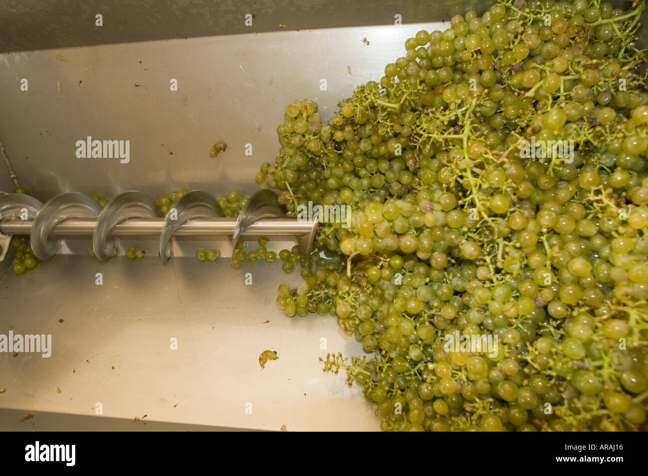 Making wine the first stage of removing waste to create pulp Stock ...