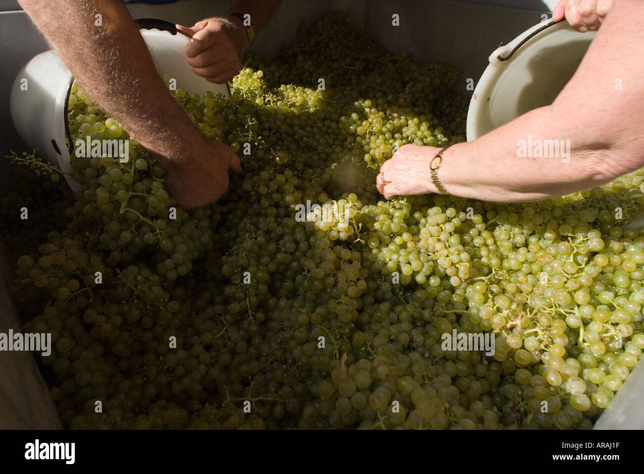 moving wine grapes from large containers by hand using plastic buckets ...