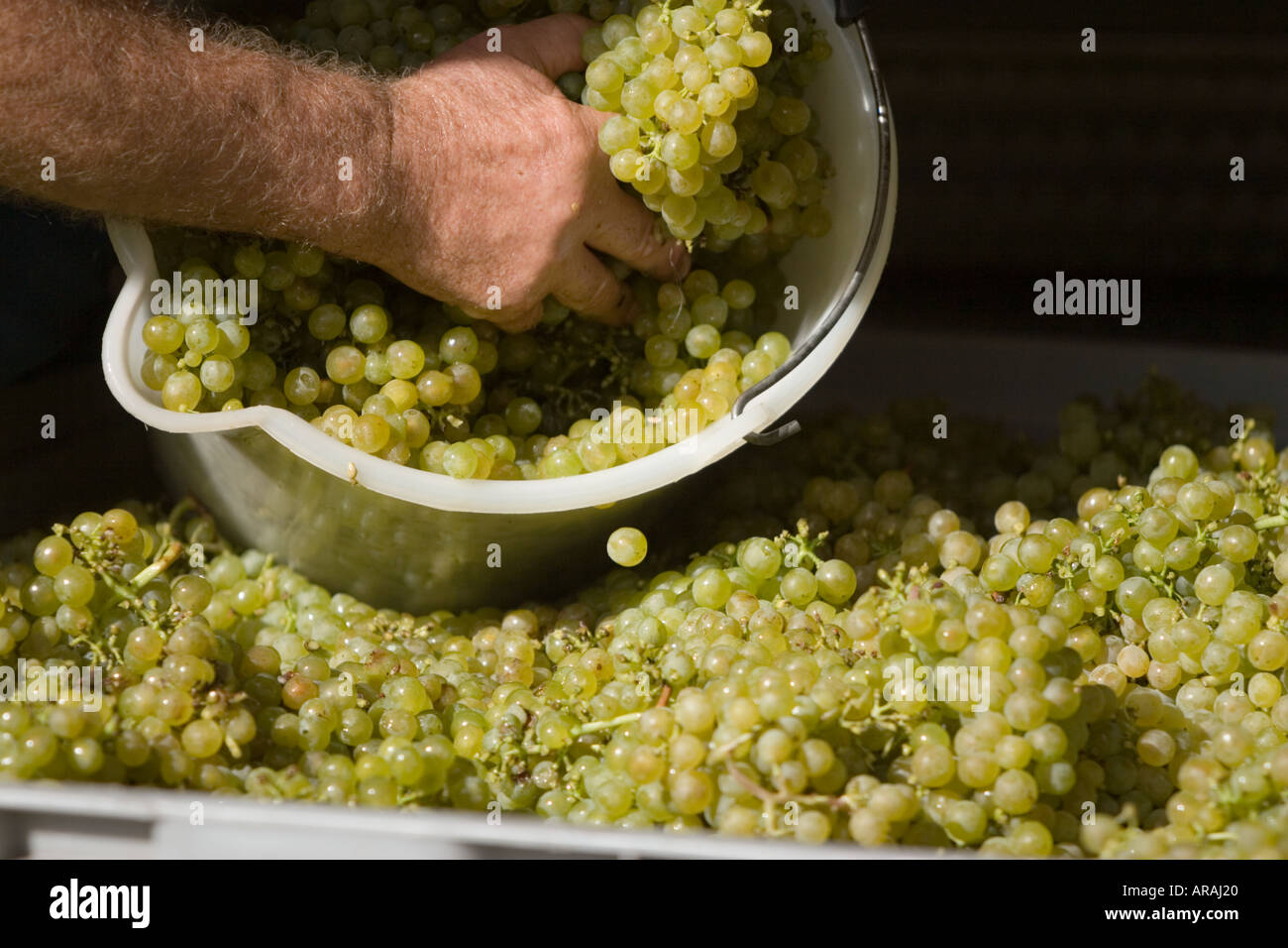 Moving wine grapes from hi-res stock photography and images - Alamy