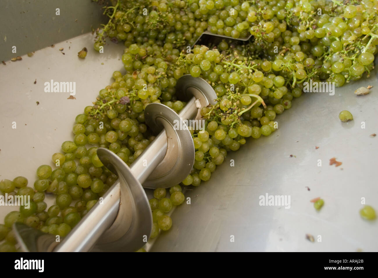Wine making first stage of removing unecessary waste to create grape ...