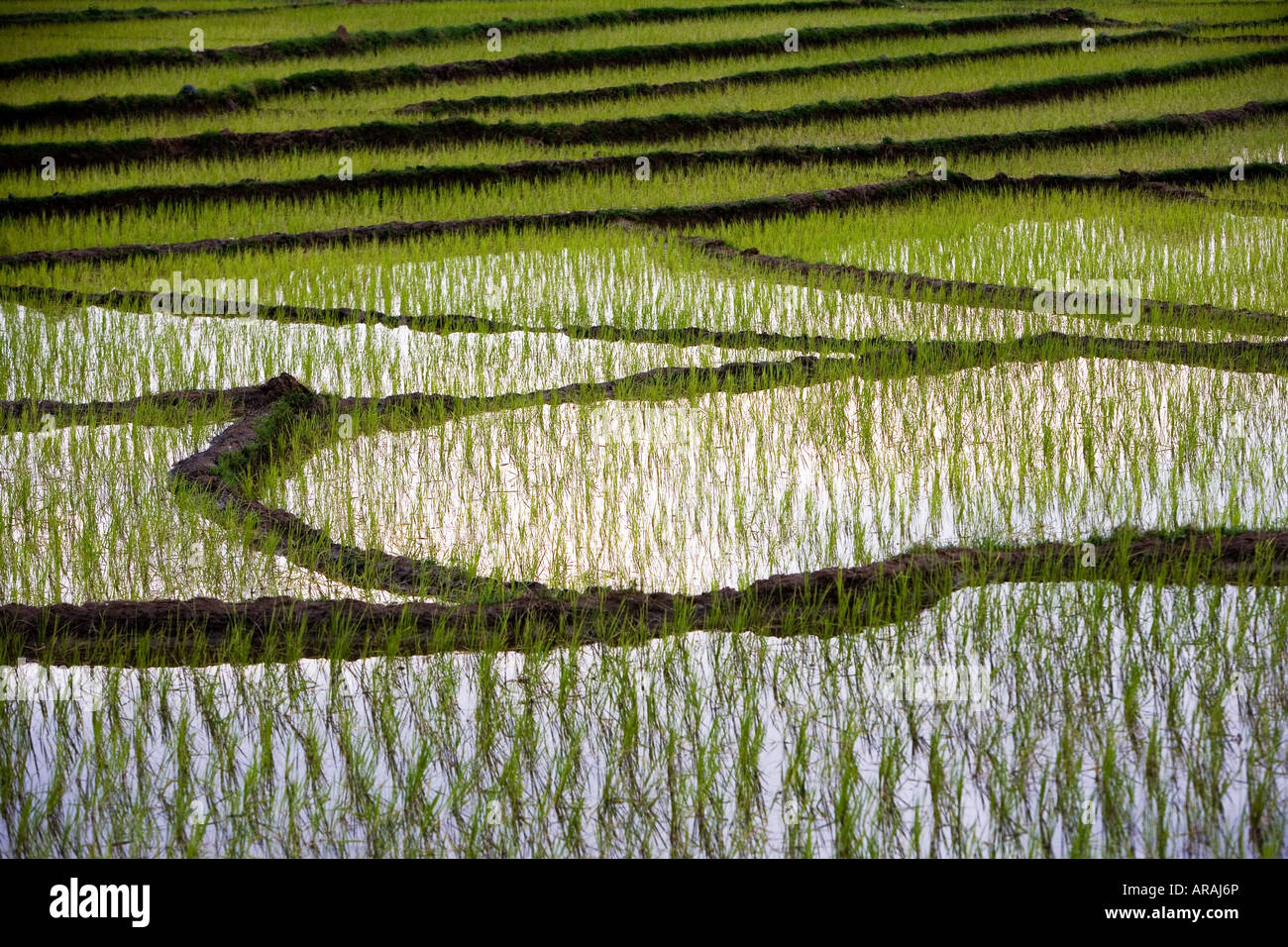 Growing rice in india hi-res stock photography and images - Alamy