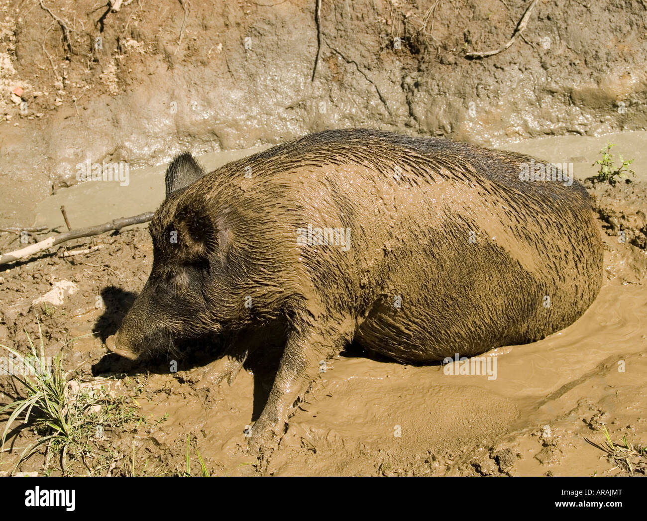 Close up of a wild boar bathing in muddy water at the Parc Omega in ...