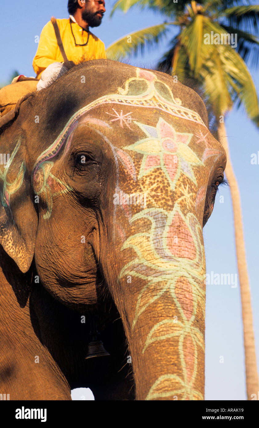 india goa close up of elephant Stock Photo - Alamy