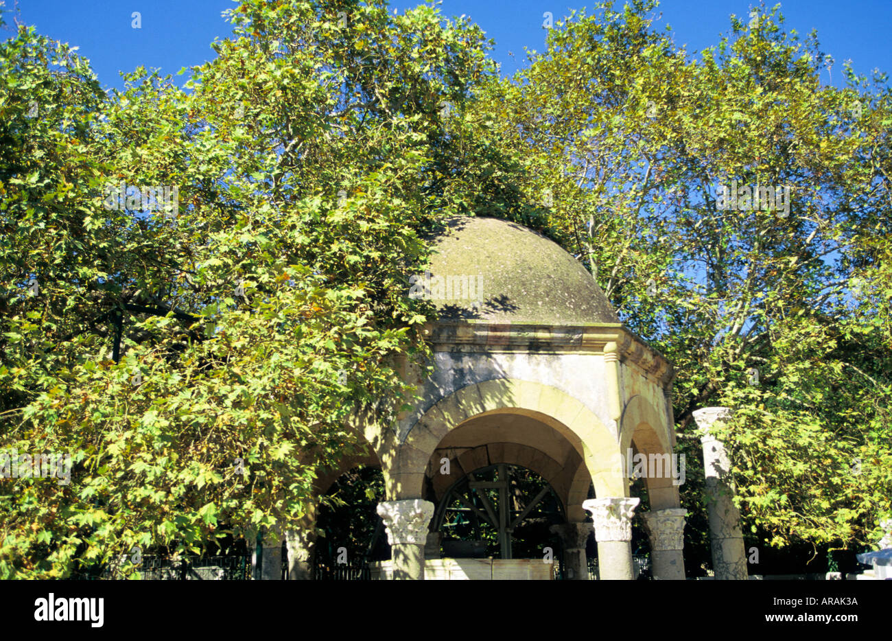 greece dodecanese kos view of ancient plane tree of hippocrates in kos ...