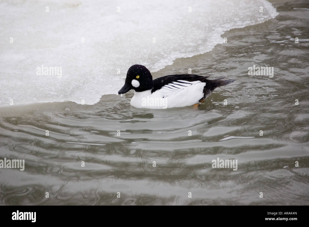 A Common Goldeneye Duck on a pond in winter Stock Photo - Alamy