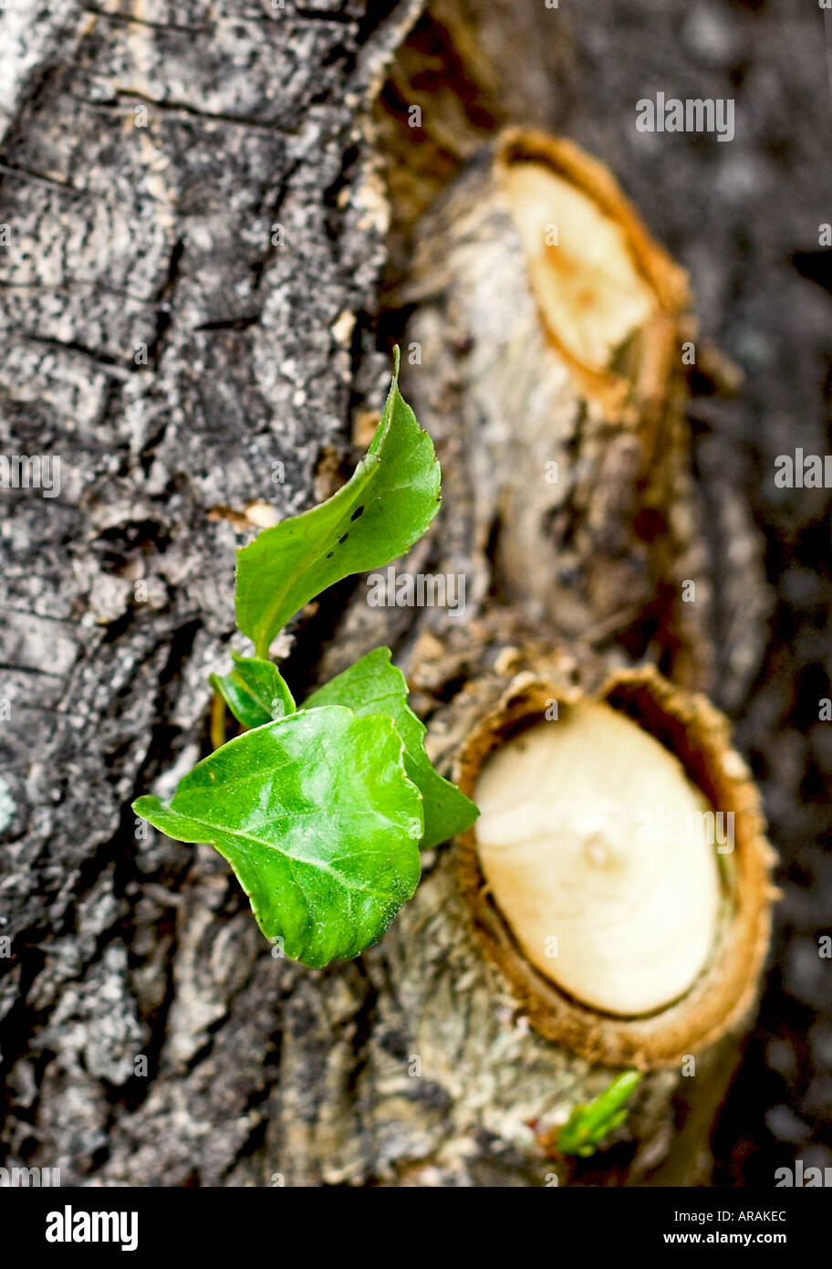 Two leaf branches sprout hi-res stock photography and images - Alamy
