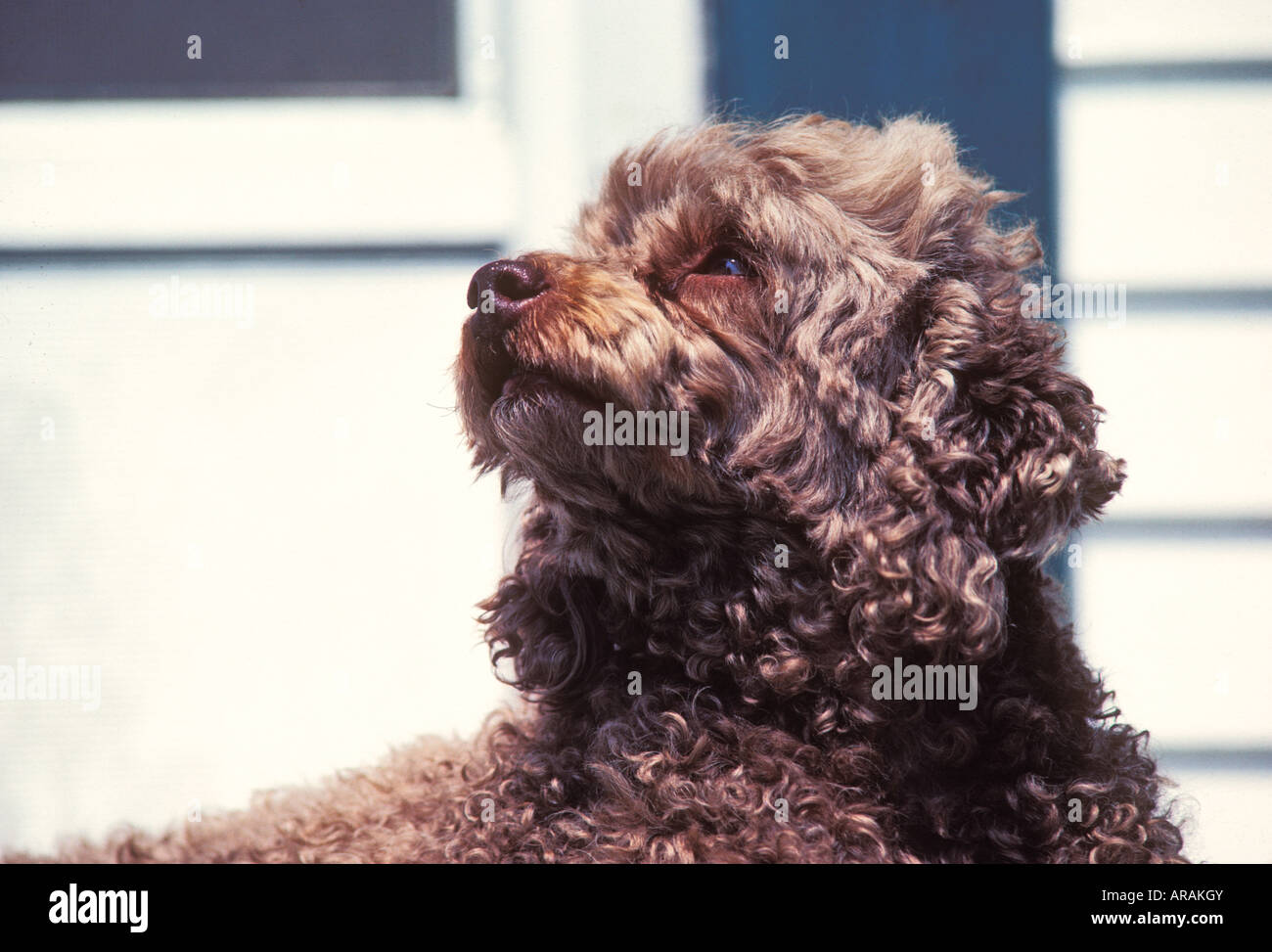 curly hair miniature poodle Stock Photo - Alamy