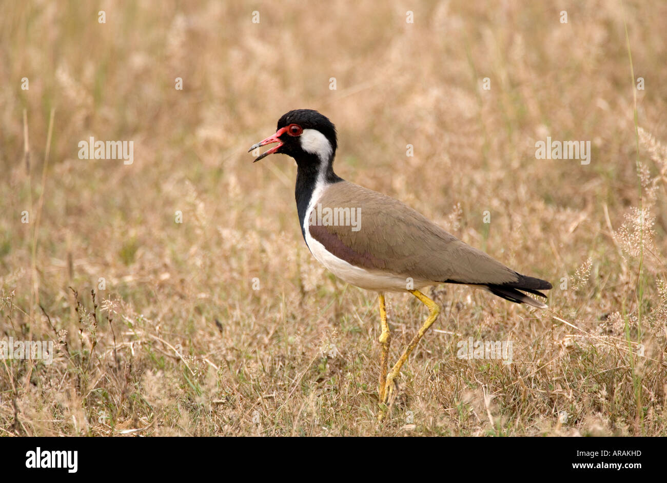 Red wattled Lapwing Vanellus indicus Stock Photo - Alamy