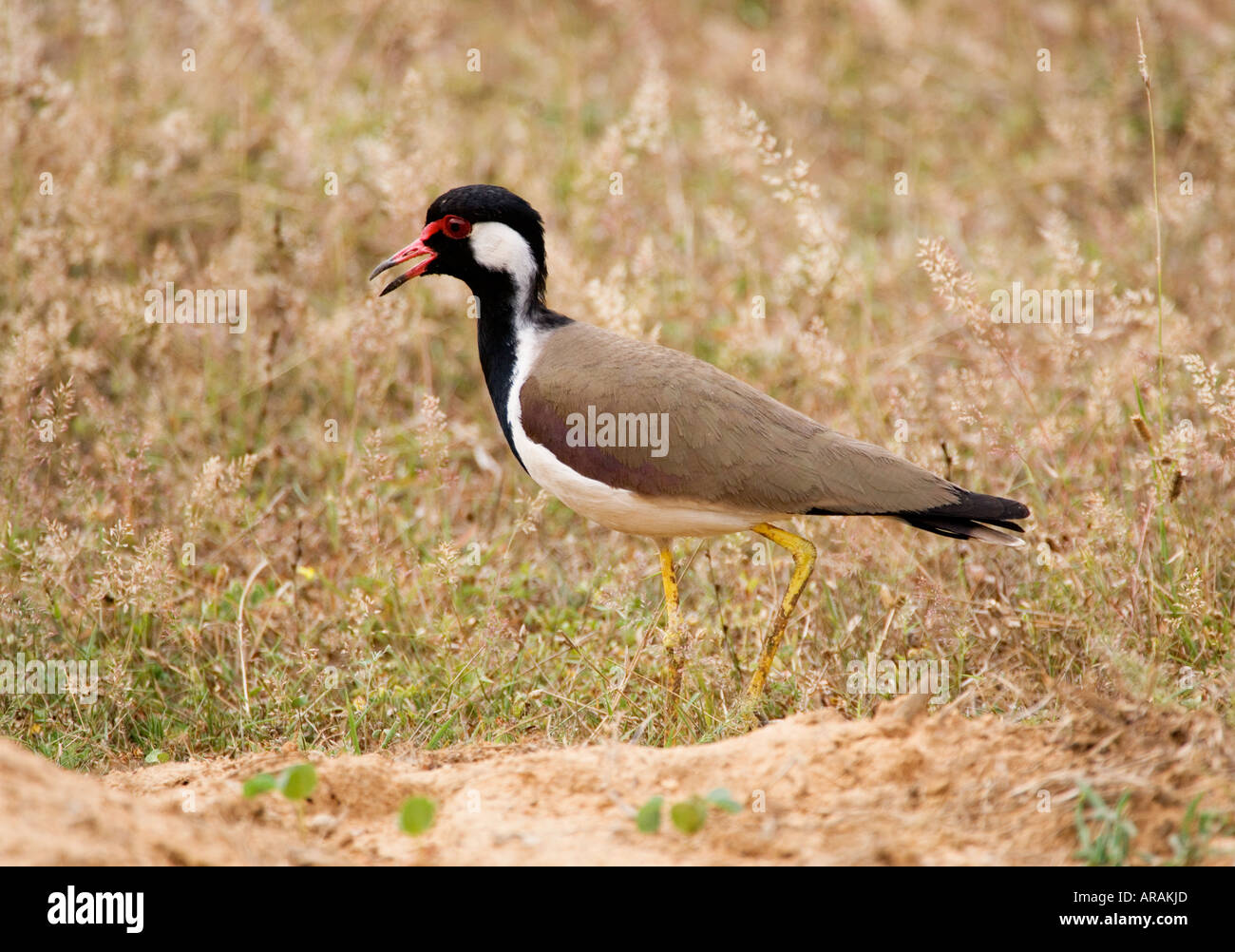 Red wattled Lapwing Vanellus indicus Stock Photo - Alamy