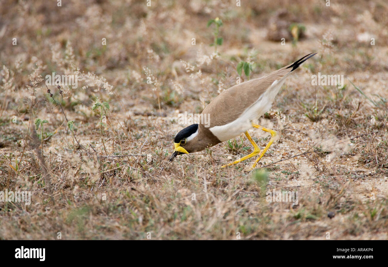 Yellow-wattled Lapwing Vanellus malabaricus Stock Photo - Alamy
