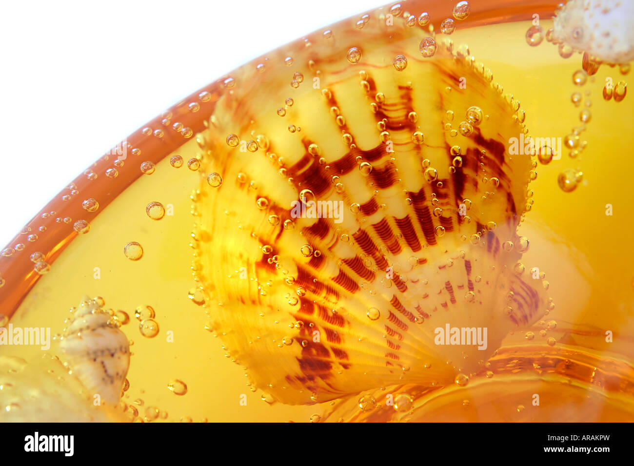 Conch structures hi-res stock photography and images - Alamy