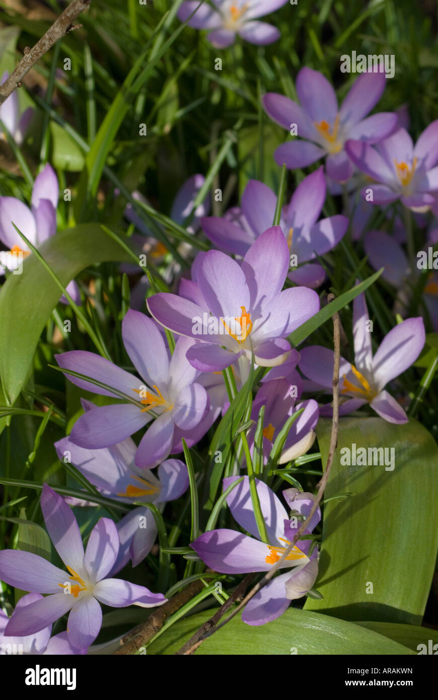 Crocus tomasinianus hi-res stock photography and images - Alamy