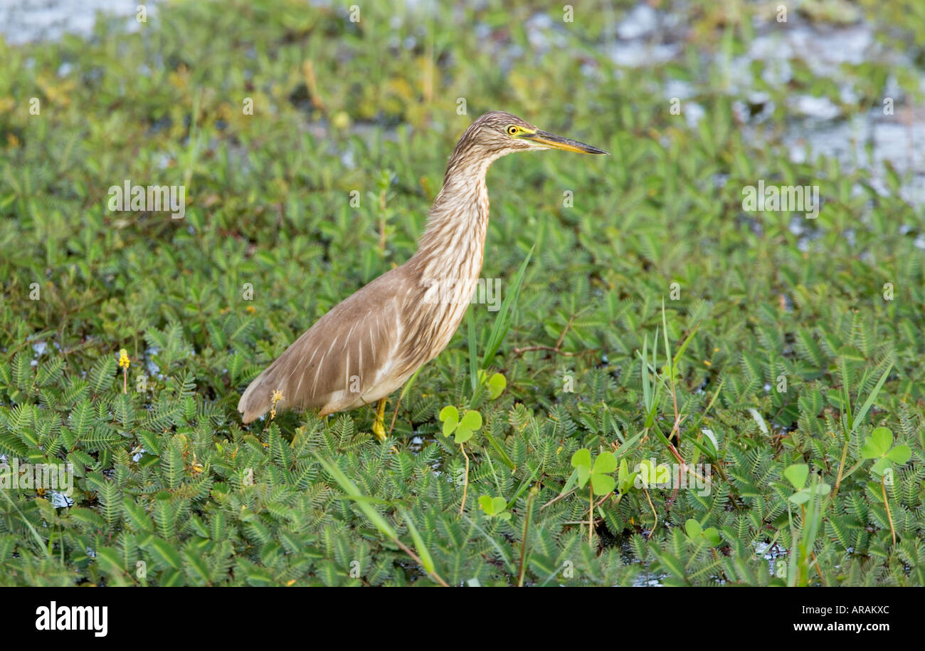 Indian Pond Heron Ardeola bacchus Stock Photo - Alamy