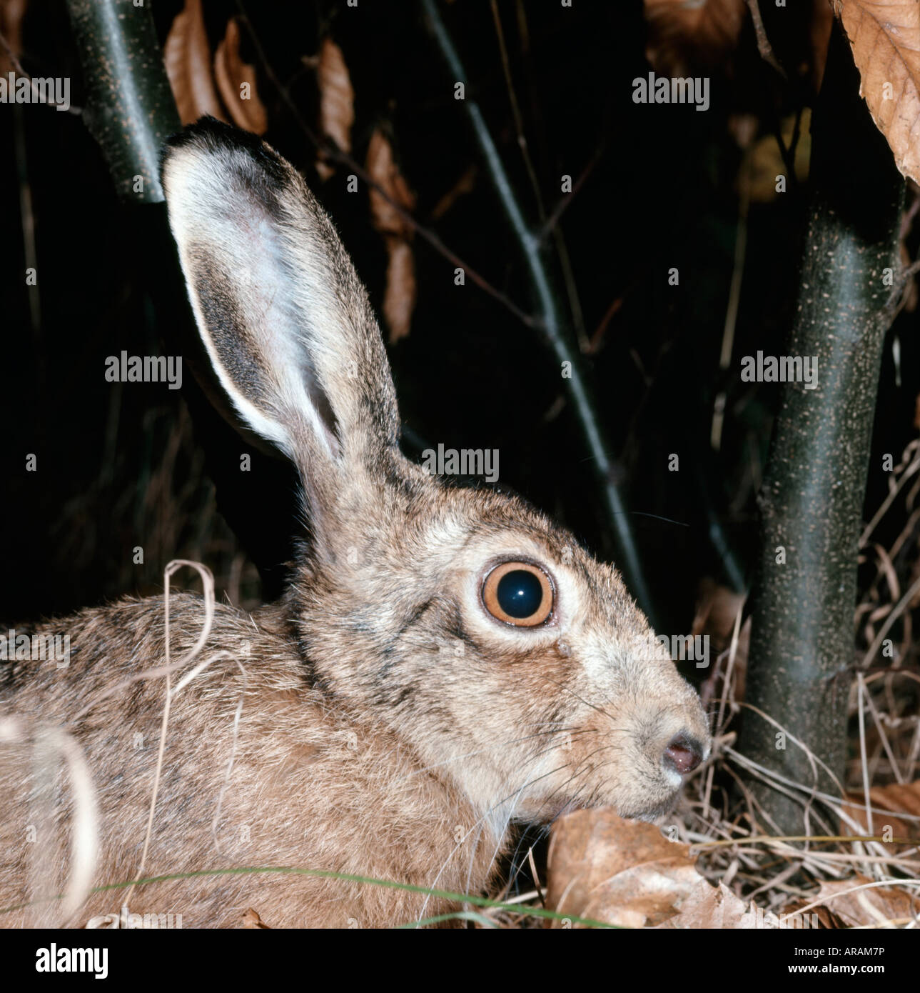 lievre commun European Hare Lepus europaeus leveret animals Europa ...