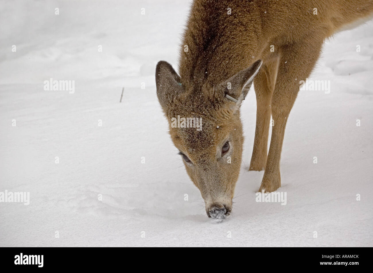 A White-Tailed deer browsing Stock Photo - Alamy