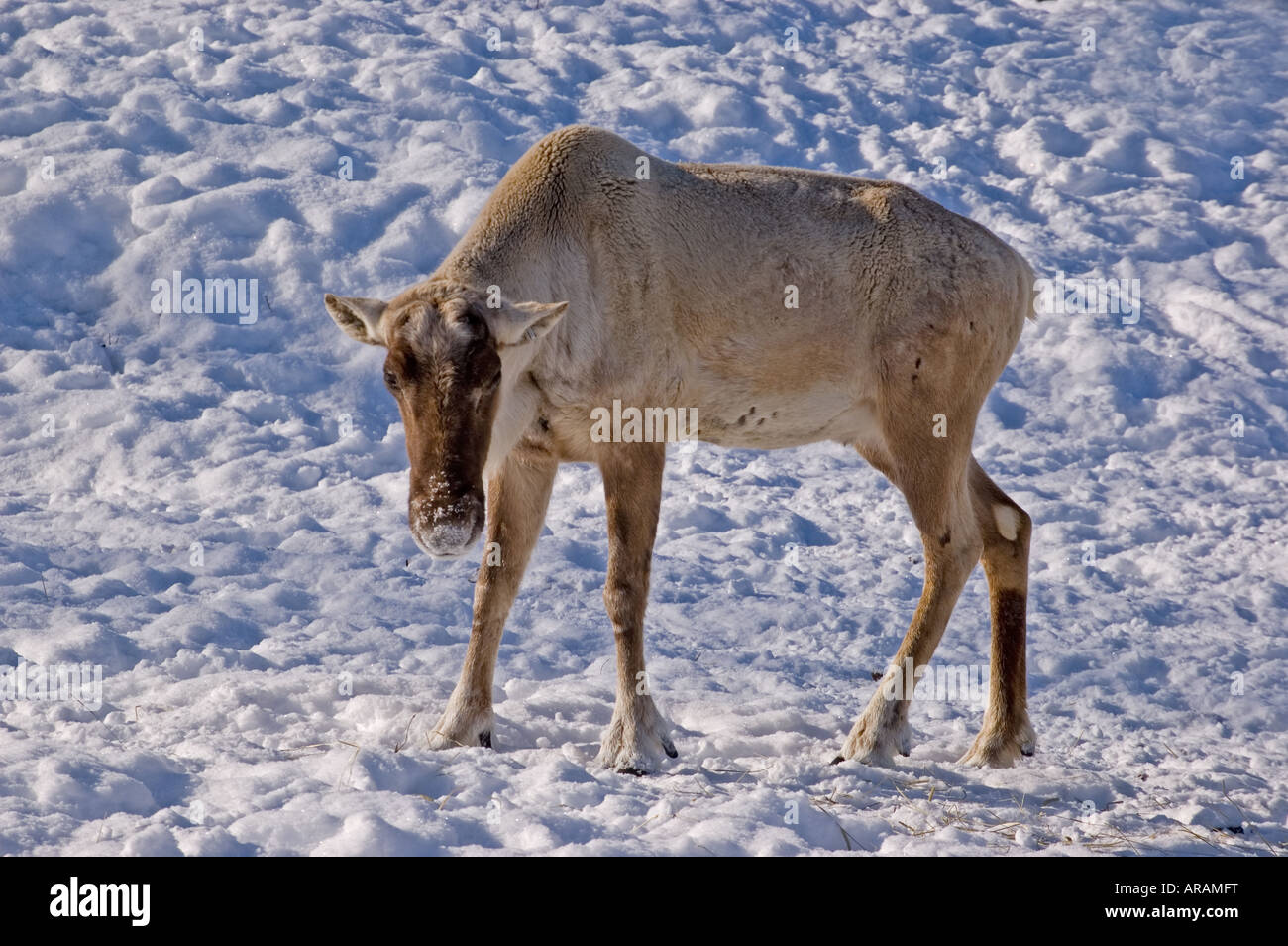 A Woodland Caribou Stock Photo - Alamy