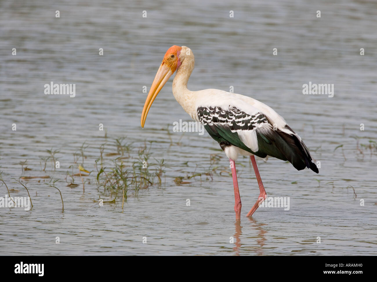 Painted Stork Mycteria leucocephala Stock Photo - Alamy