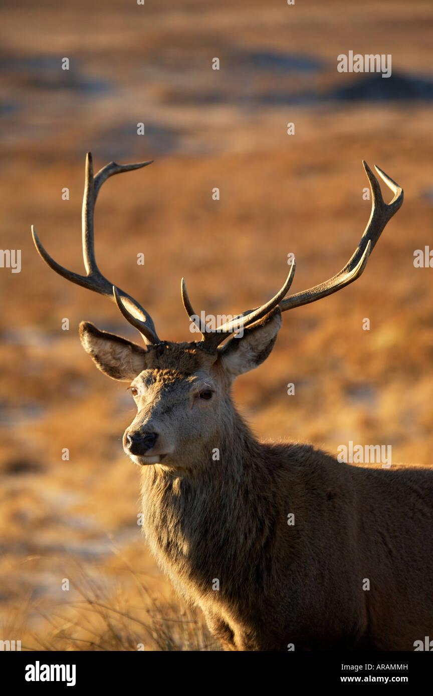 Scottish stag shooting hi-res stock photography and images - Alamy