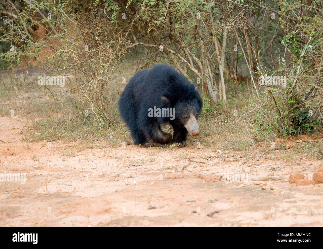 Melursus ursinus inornatus hi-res stock photography and images - Alamy