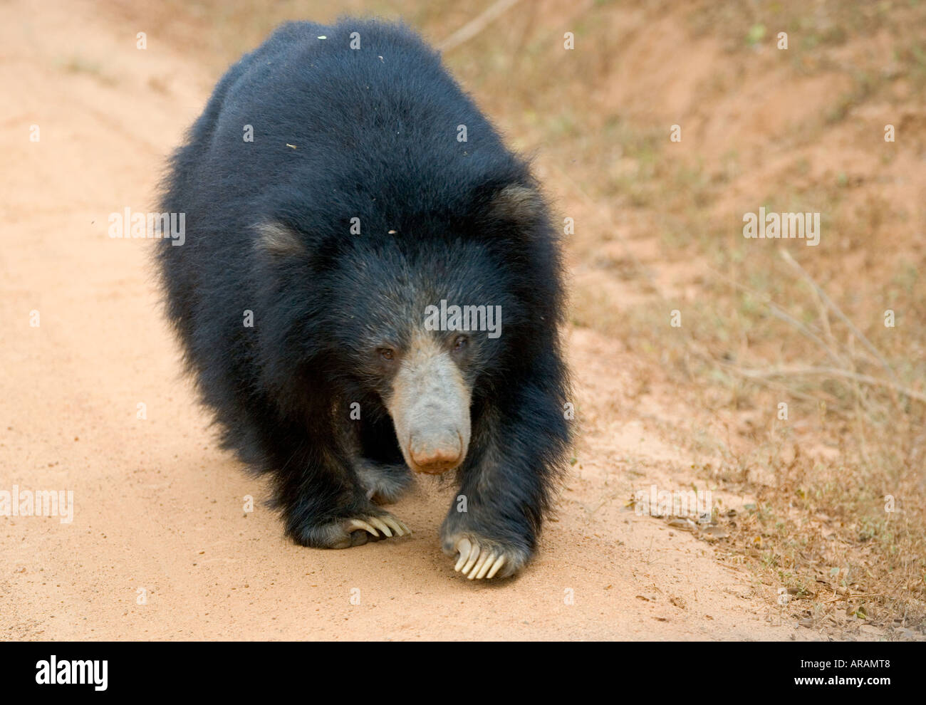 Melursus ursinus inornatus hi-res stock photography and images - Alamy