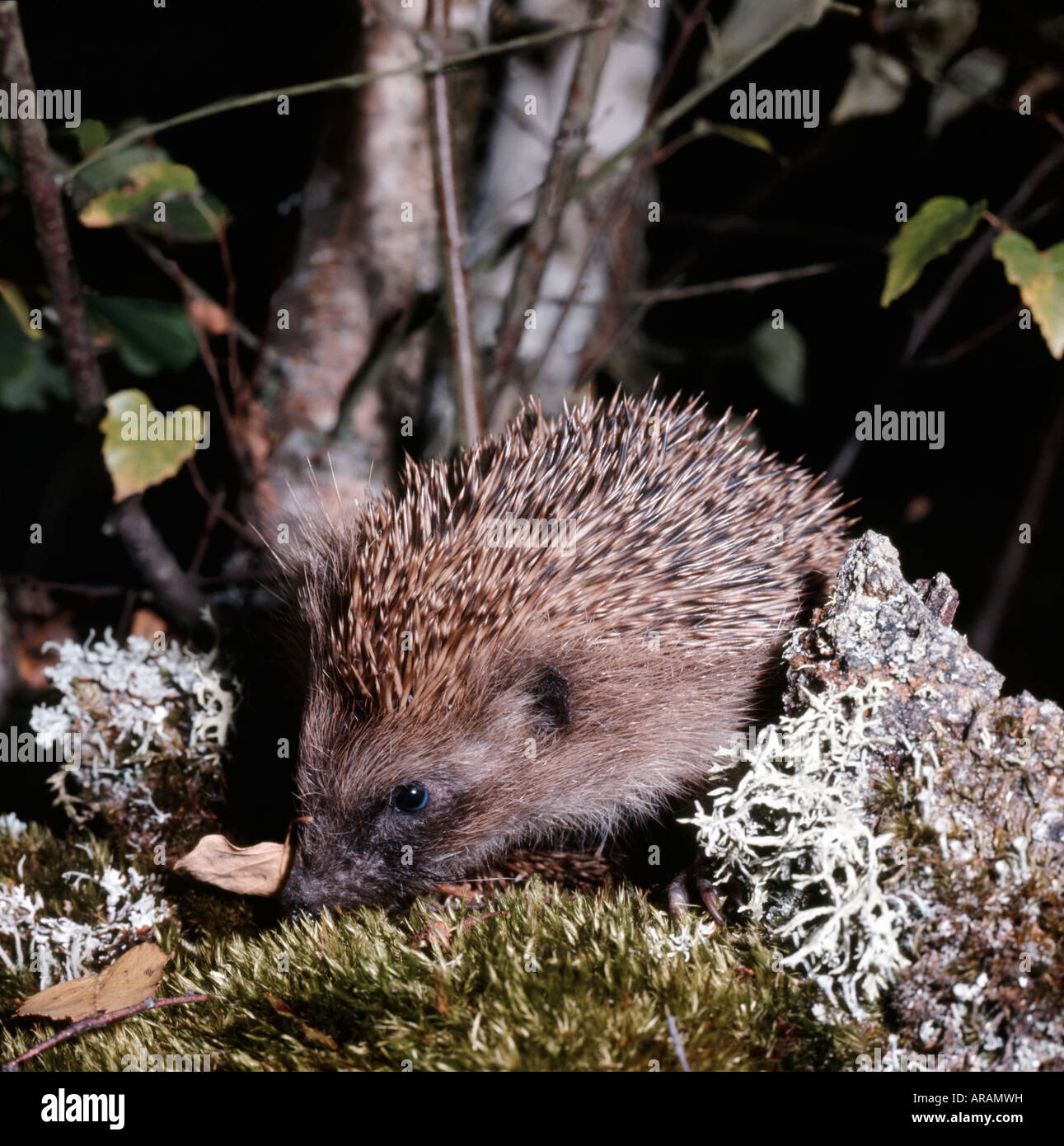 herisson d europe European Hedgehog Erinaceus europaeus young eating ...