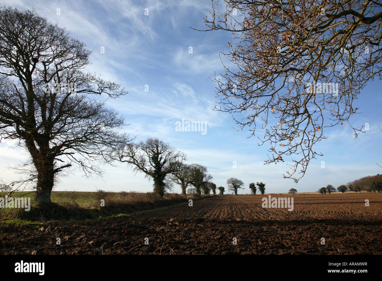 Trees in Norfolk in winter Stock Photo - Alamy