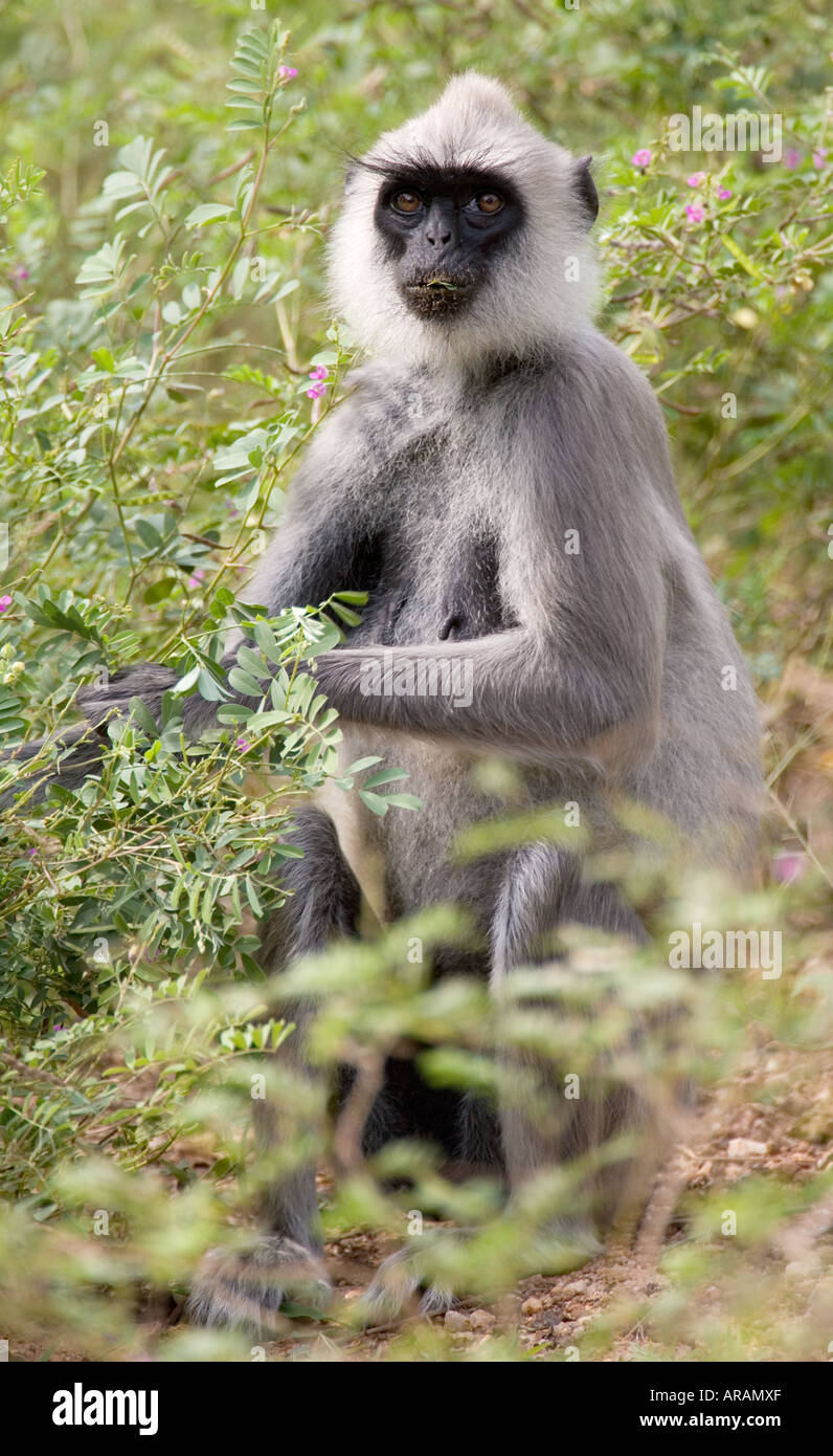 Semnopithecus thersites hi-res stock photography and images - Alamy