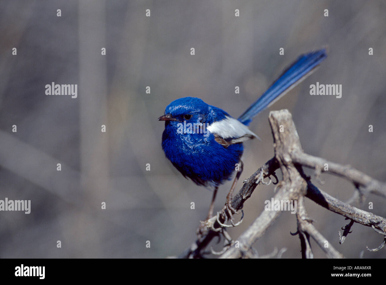 White winged Wren Malurus leucopterus Northern Territory Australia ...